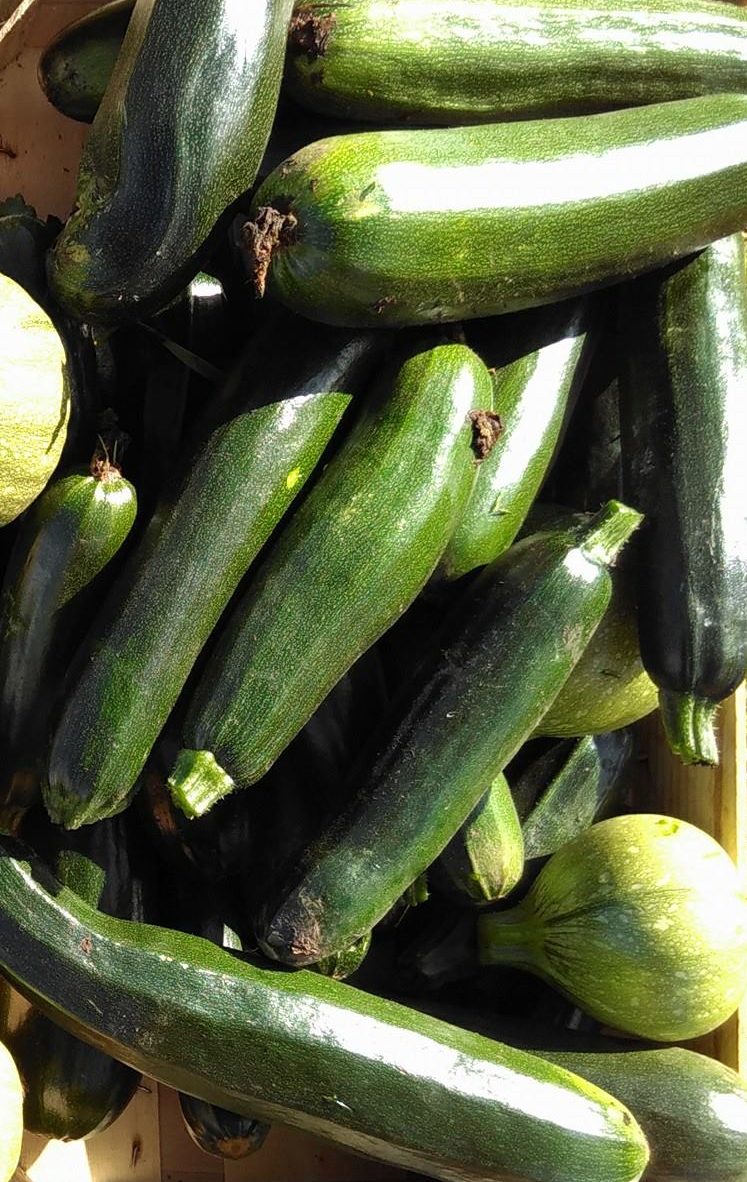 Courgette – Locavore