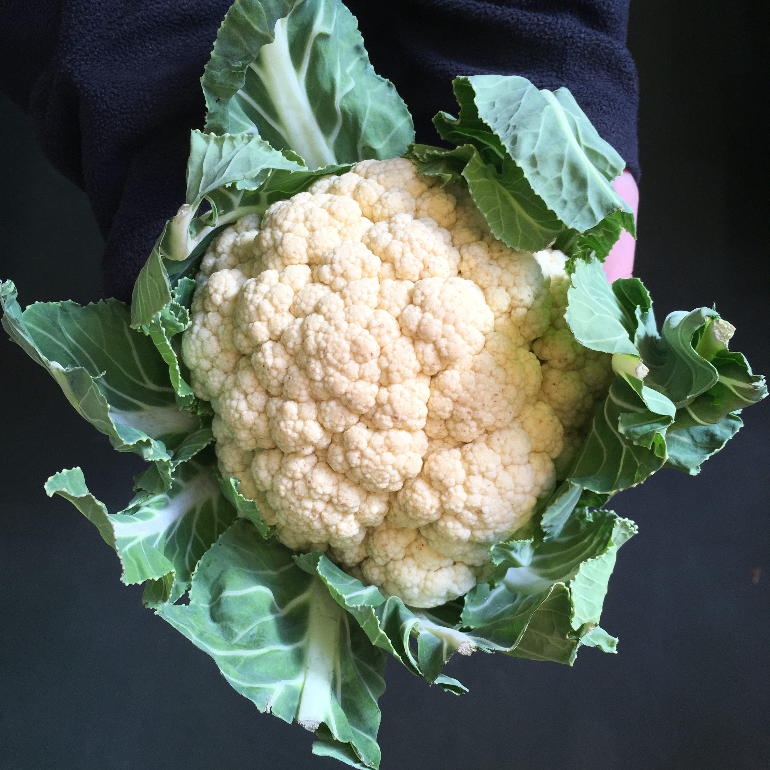 Veg Box Newsletter w/c 11.03.19 – Locavore