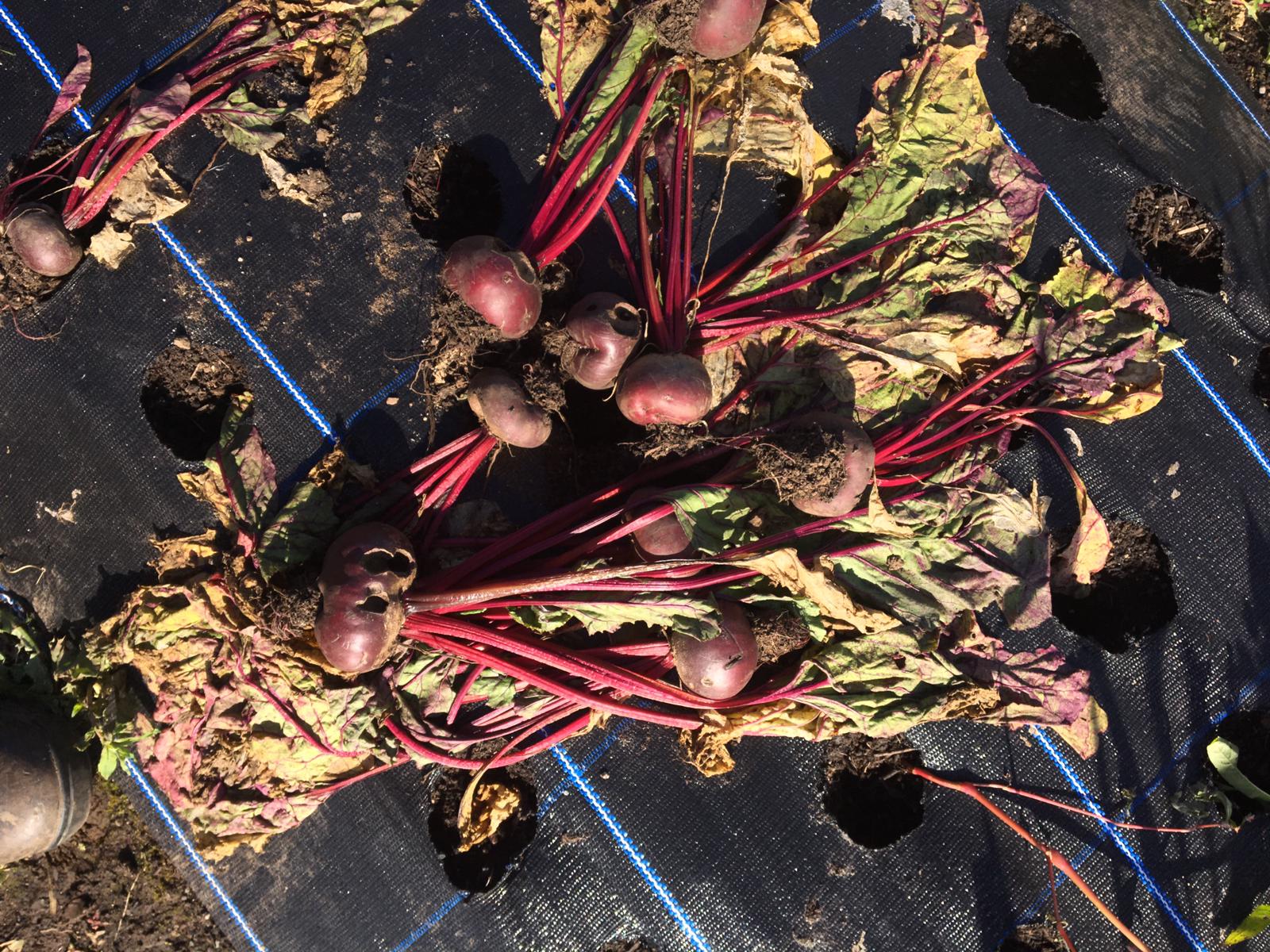 Veg Box Newsletter 17th February: Unbeatable Beetroots – Locavore