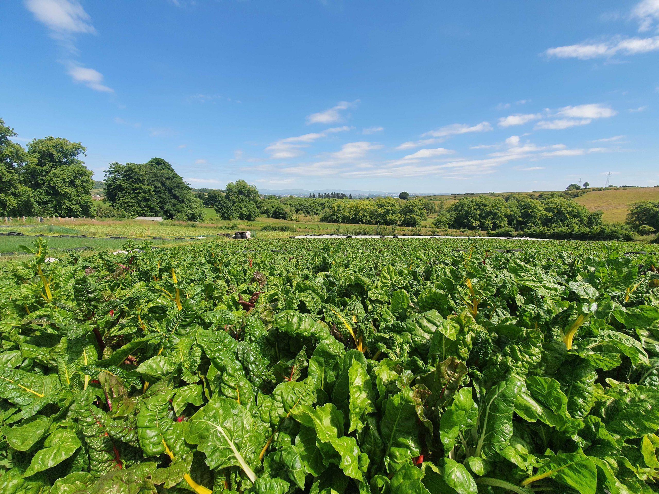 Veg Box Newsletter 19th July: It’s Chard Week! – Locavore