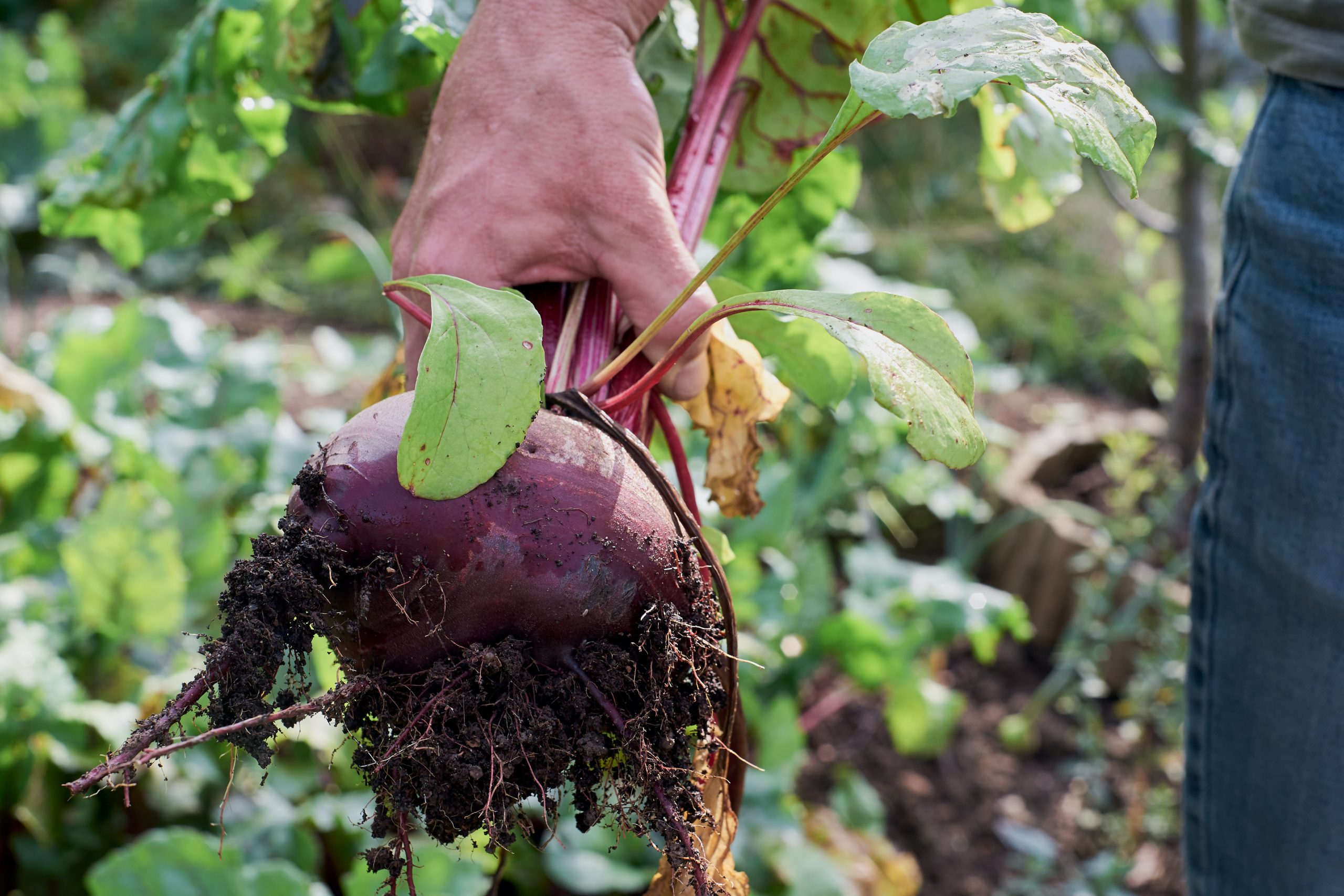 Veg Box Newsletter 24th October: Beetroot – Locavore