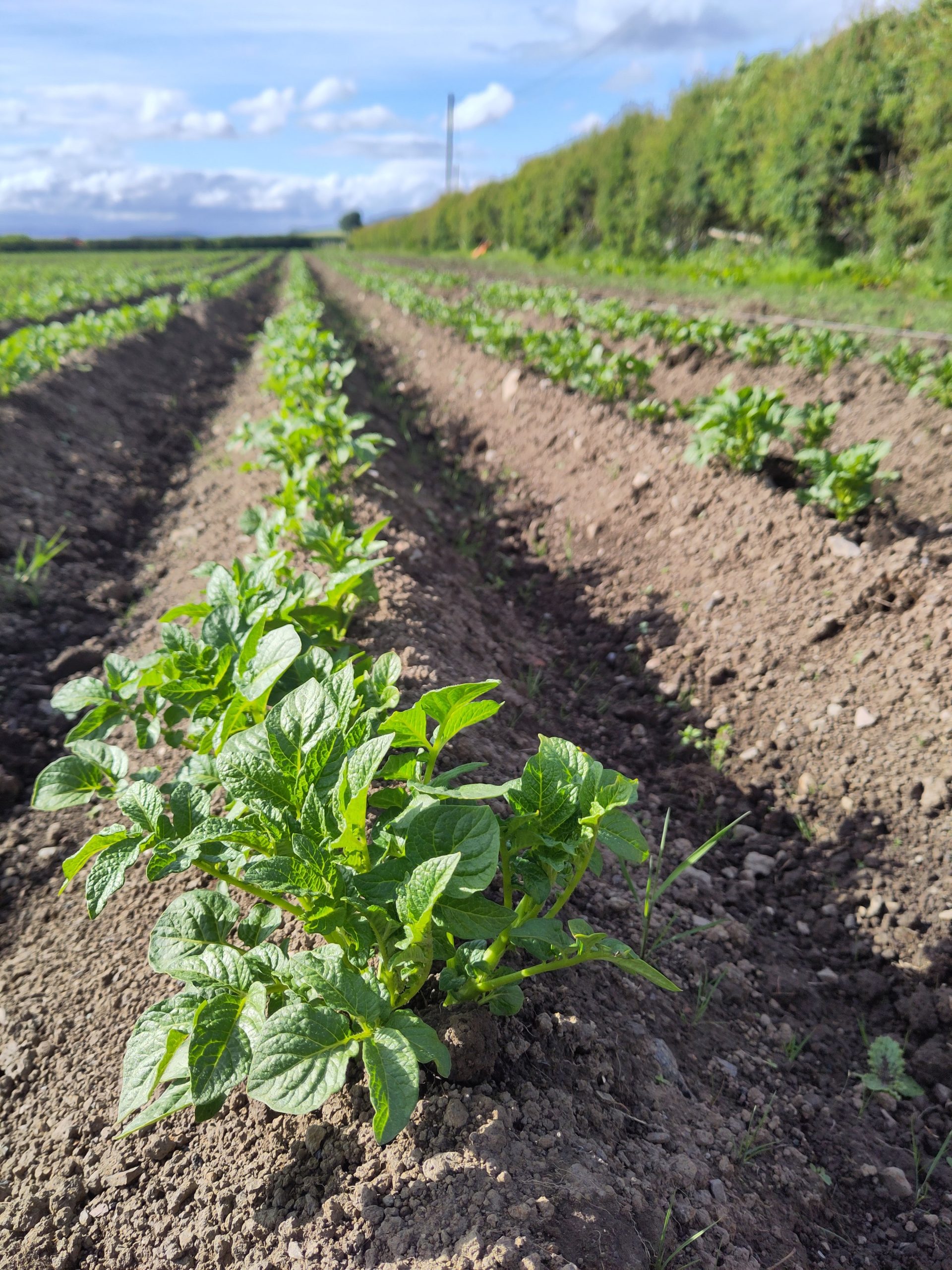 Our Farm – Locavore